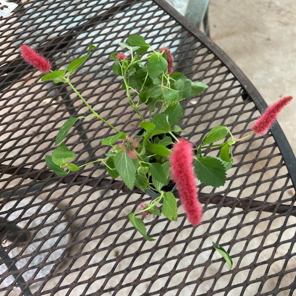Strawberry Firetails, Also Known as Trailing Chenille Plant - Etsy