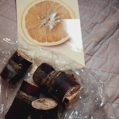 Organic Red PIGEON PEAS Gunga Pea 50 Seeds Cajanus Cajan Gandul Lazaro ...