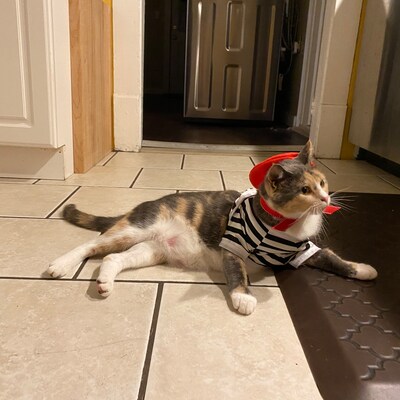 Complete French Cat Outfit Cat Beret Ascot and Striped Shirt - Etsy