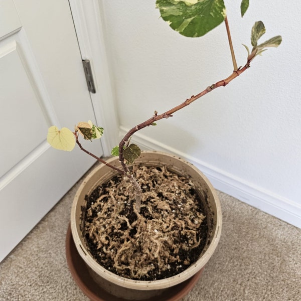 Variegated Money Tree (pachira Aquatica) - Etsy