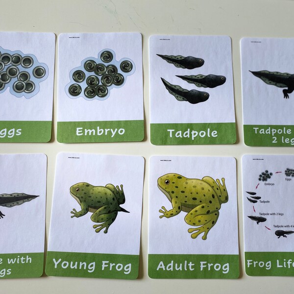 Life Cycle of a FROG (8 Cards) - Flash Cards | Montessori ...