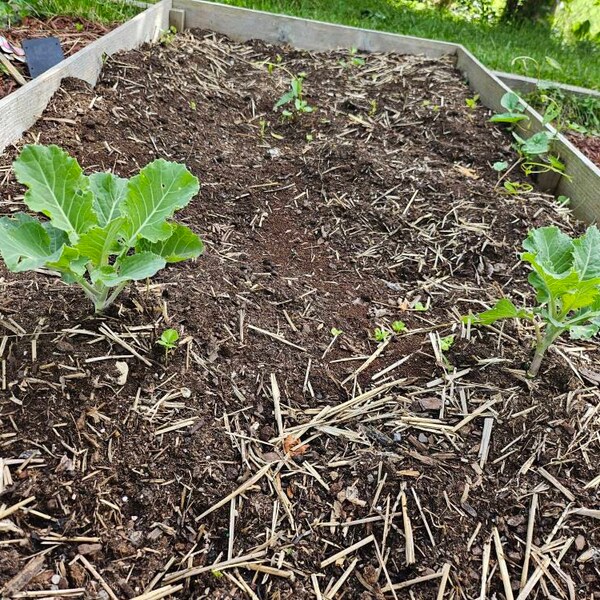 Green Tree Collard (aka Tree Kale) Perennial Green *30 Seeds* - Etsy