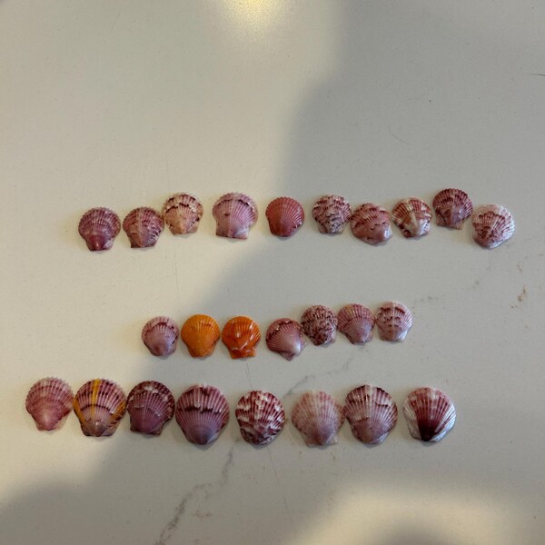 25 Extra Large Calico Scallop Shells / XL Seashells / Bulk / Crafts - Etsy