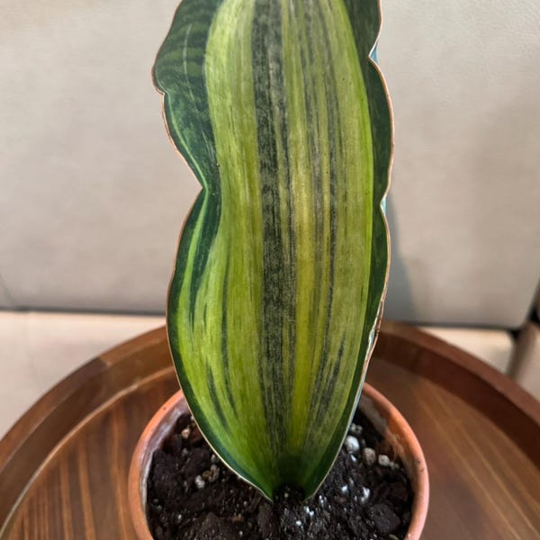 Scindapsus Lucens/anadendrum Affine/shingling Vine/pothos/philodendron ...