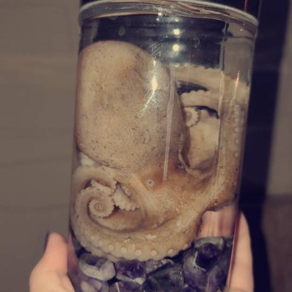 XL Wet Specimen Octopus With Glass Jar - Etsy