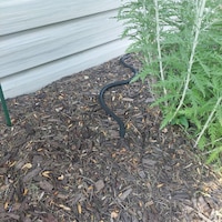 Sneaky Snake Hand Forged Garden Ornament-great for Scaring Birds Away ...