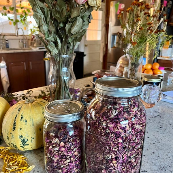 Prickly Pear Nopal Cactus Powder, Wildcrafted Nopales | Opuntia Ficus ...