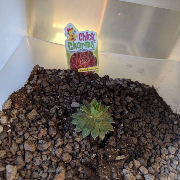 Ajuga Feathered Friends fierce Falcon Plant in 3 1/2 Pot Perennial ...