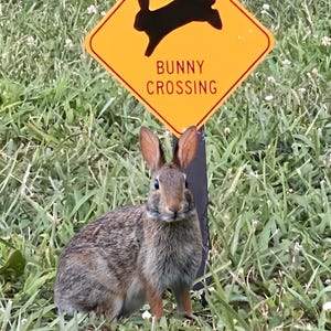 Single Bunny Print Existing Rabbit Breed and Color Custom Rabbit ...