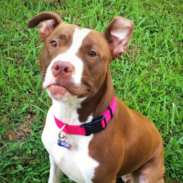 Abalone Print Pet ID Tag Custom Pet Tag Personalized Dog Tag Paua Shell ...