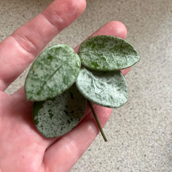 RARE Hoya Mathilde Silver Fresh Cutting Plant Houseplant - Etsy UK