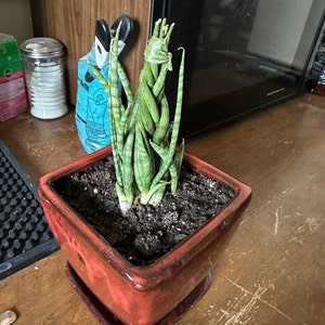 Crassula Ovata Ets Fingers Jade Rare Succulent Live Plant - Etsy