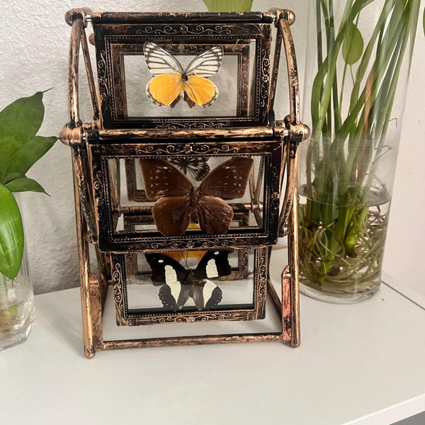 Butterfly Ferris Wheel Display – One of a Kind (butterflies Vary ...