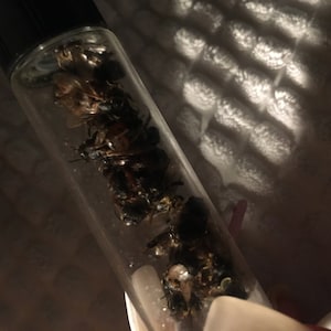 Real, Dried and Preserved Honeybees Great for Photography, Crafts or ...