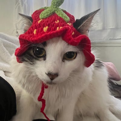 Adjustable Cute Crochet Soft Ribbon Kitten Collar Pet Costume Cat ...