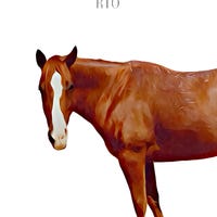 Horse Physical Assessment Form | Horse Bodywork | Equine Form | Horse ...