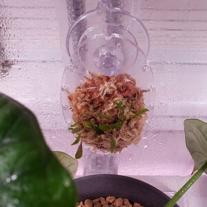 Tank Planters Foliage Kit 4-pack - Etsy