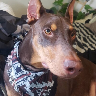 Curriculum Maps for Homeschooling Pre-k-10th Visual Lesson Planning ...