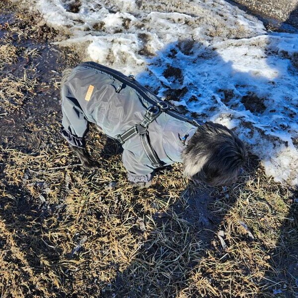 Chic Dog Beret and Sweater Set | Tweed Dog Clothes | Luxury Pet Outfit ...