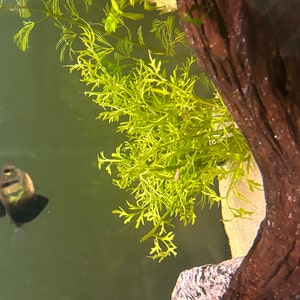 BUY 2 GET 1 FREE Water Sprite water Fern, Indian Ferneasy Live Aquarium ...