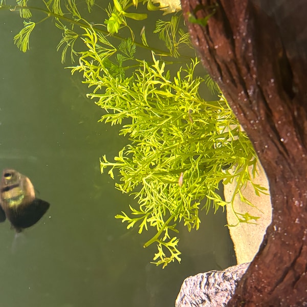 BUY 2 GET 1 FREE Water Sprite (water Fern, Indian Fern)-easy Live ...