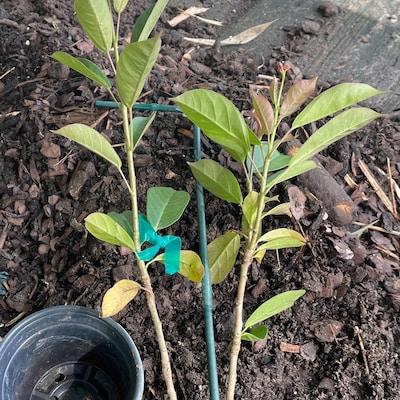 Fern RUBY RED SPIKEMOSS Plant Selaginella Unusual Cold Tolerant ...