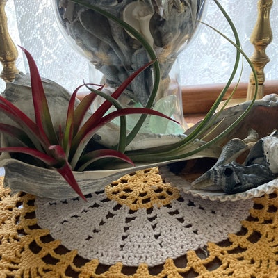 Tillandsia Bulbosa Alien Air Plant - Etsy