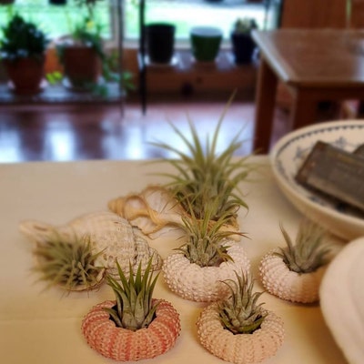 Pandan Pot Air Planter Mini Planters Cute Planter Boho - Etsy