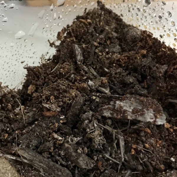 Shredded Rotten Wood (flake Soil) Beetle, Millipede, Isopod Substrate ...