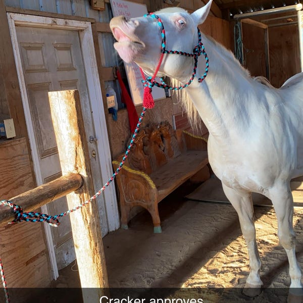 Mule Tape Horse Halter With Rope Noseband - Etsy