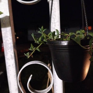 Bonsai Mint plectranthus Ernstii Caudex - Etsy