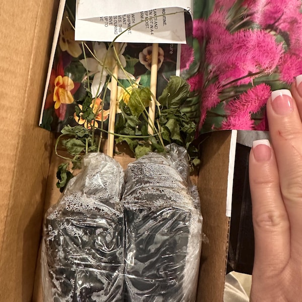 Voodoo Queen**small Rooted Tropical Hibiscus Starter Plant**ships Bare ...