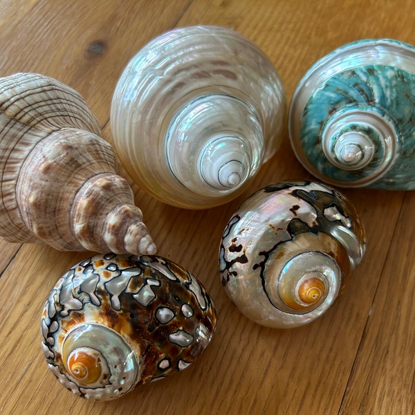 Large Pearlized Spiral Turbo Borgese Shell 9-10 Cm (4 Inches) Wedding ...