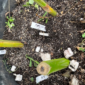 Musa Coccinea Scarlet Banana Live Rhizome Tropical Plant - Etsy