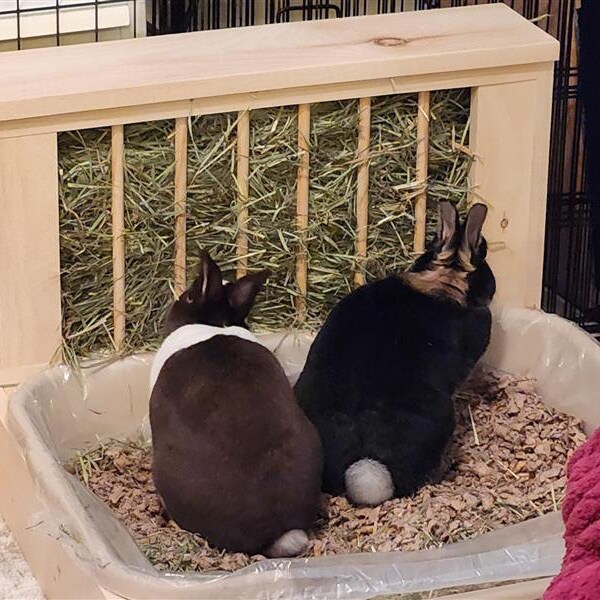 Large EZ Entry 2.0 - Hop Box: Rabbit Bunny Easy Entry Hay Feeder and ...