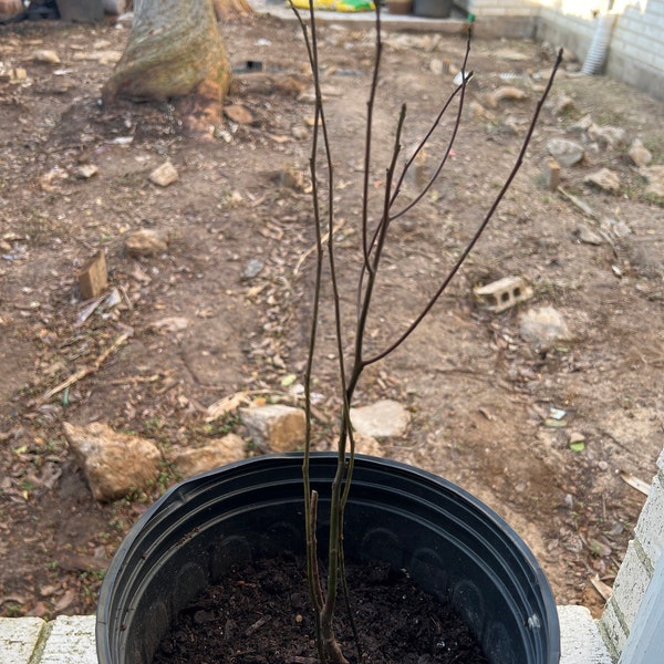 Bloodgood Japanese Maple 18-24" in an ABP Container - Etsy