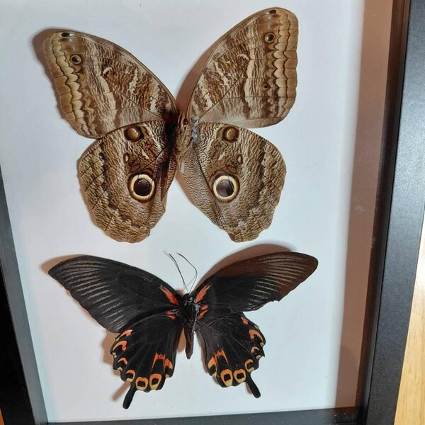 Euphaea Variegata, Teal and Violet Damselfly (A-), Mounted, Spread ...