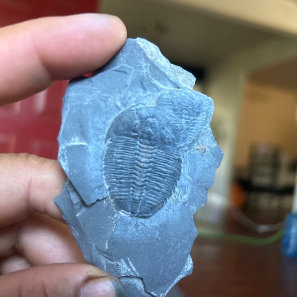 Set of Six Fossilized Turtle Shell Elements top Shell Pieces Miocene to ...