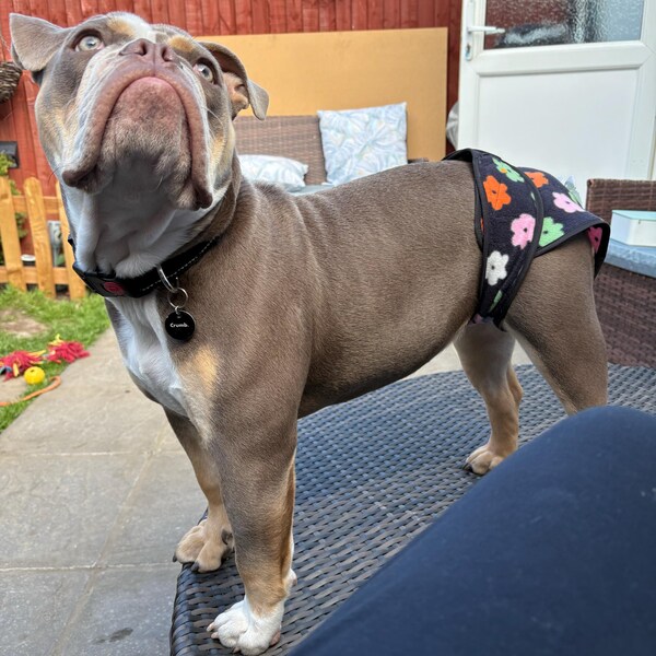 Dog Hygiene Knickers / Dog Season Pants Handmade by Me! MADE TO ORDER ...