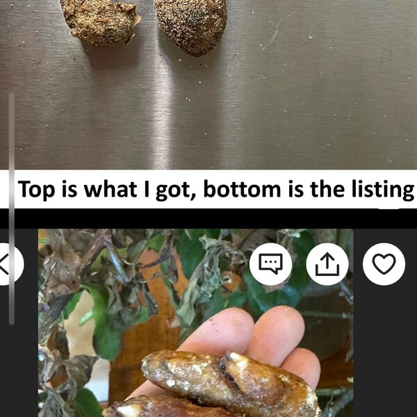 Edible Sagittaria Trifolia Giant Cantonese Sand Arrowhead Tuber for ...