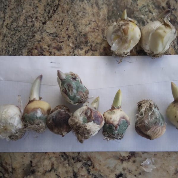 Votaniki John Peed Caladium - Perennial Caladium Bulbs for Planting ...