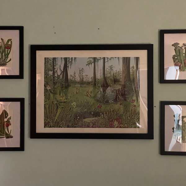 Carnivorous Insect Eating Plant Trumpet Pitchers Botanical Wall Art ...