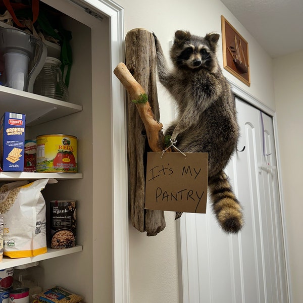 Taxidermy, a Pair, of X X Mating Stoat or Long-tailed Weasels Ermine ...