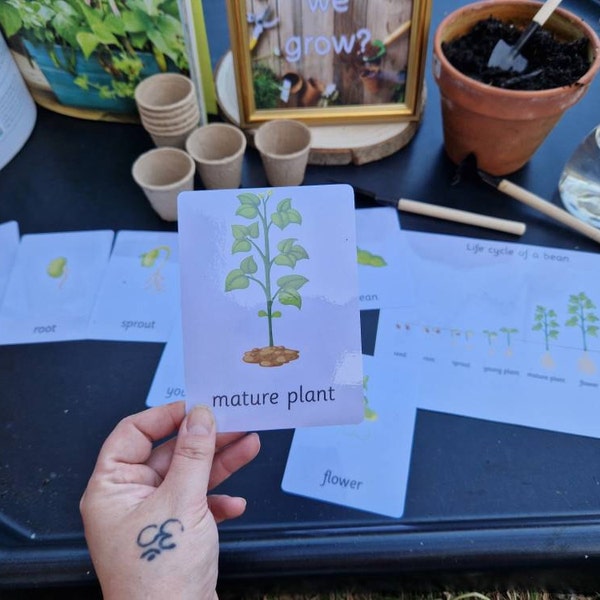 LIFE CYCLE of a BEAN • 8 Editable Montessori Cards • Flash Cards ...