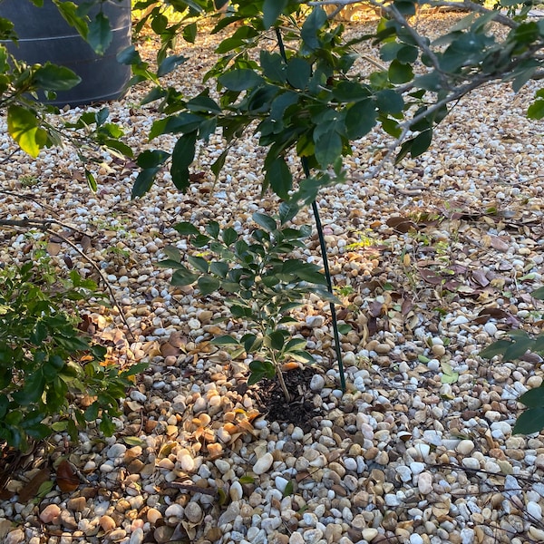 Chinese Perfume Tree, Chinese Rice Flower, in 4 Pot Aglaia Odorata - Etsy