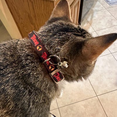 Democrat or Republican Cat and Dog Collars-red,white & Blue-the WHITE ...