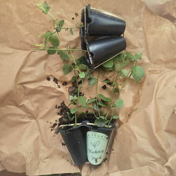 Blueberry Plant. Set of 4 Starter Plants. - Etsy