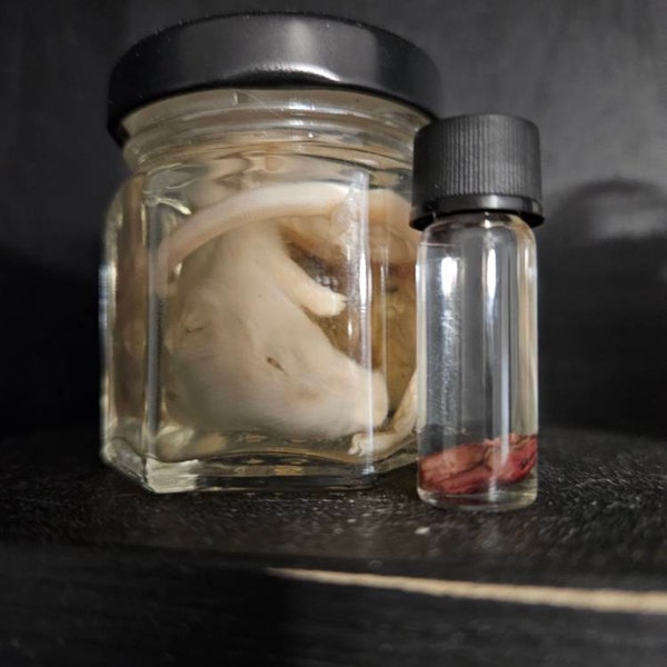 Mystery Oddity WET SPECIMEN Surprise Box - Animal Kingdom - Etsy
