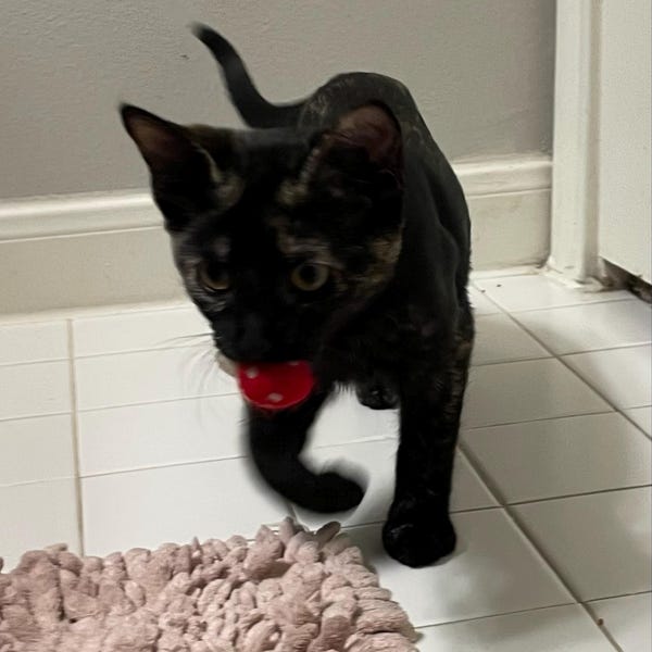 Felt Fairy Finger Puppets, Colourful Rainbow Gnomes and Fairy, Gifts ...