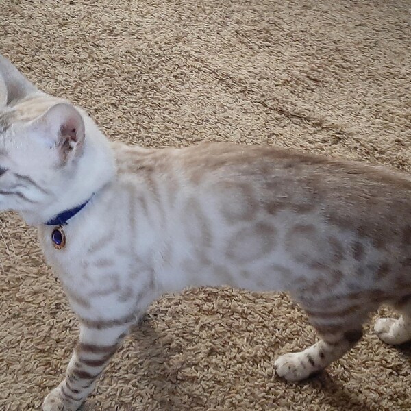 Cute Cat Collar,gray Velvet Cat Collar, Small Dog Collar, Pearl Pet ...